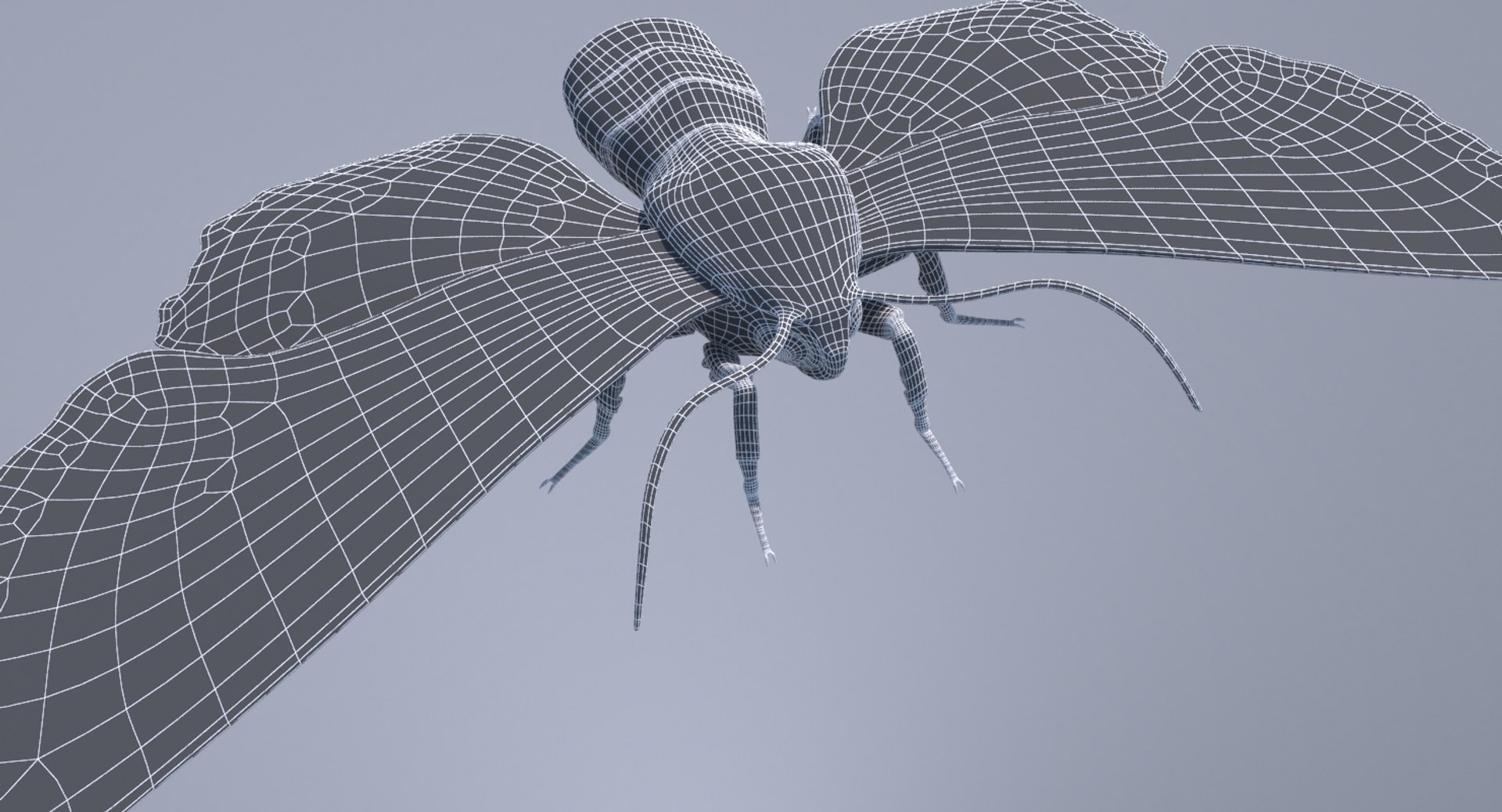 Sphinx Moth Fur 3D - TurboSquid 1190240