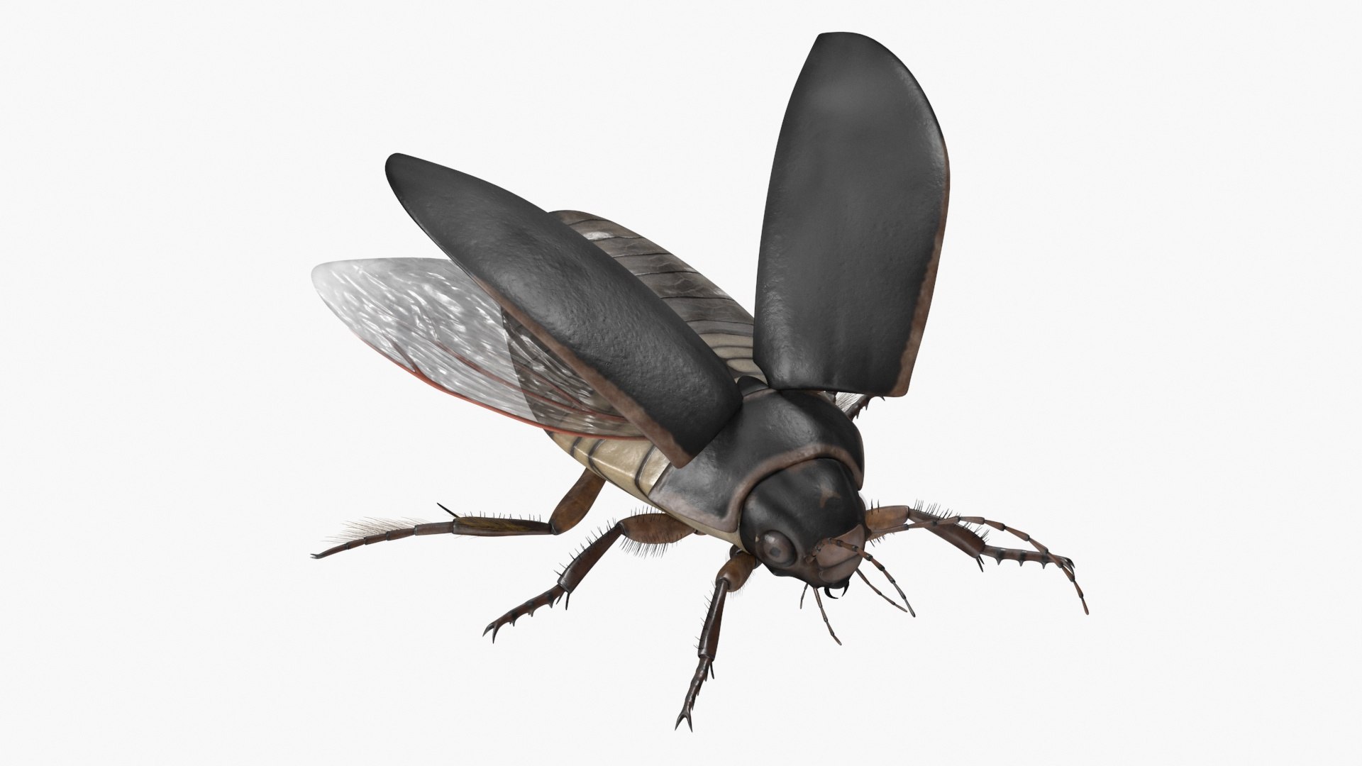3D Screech Beetle Black Rigged For Cinema 4D - TurboSquid 2316315