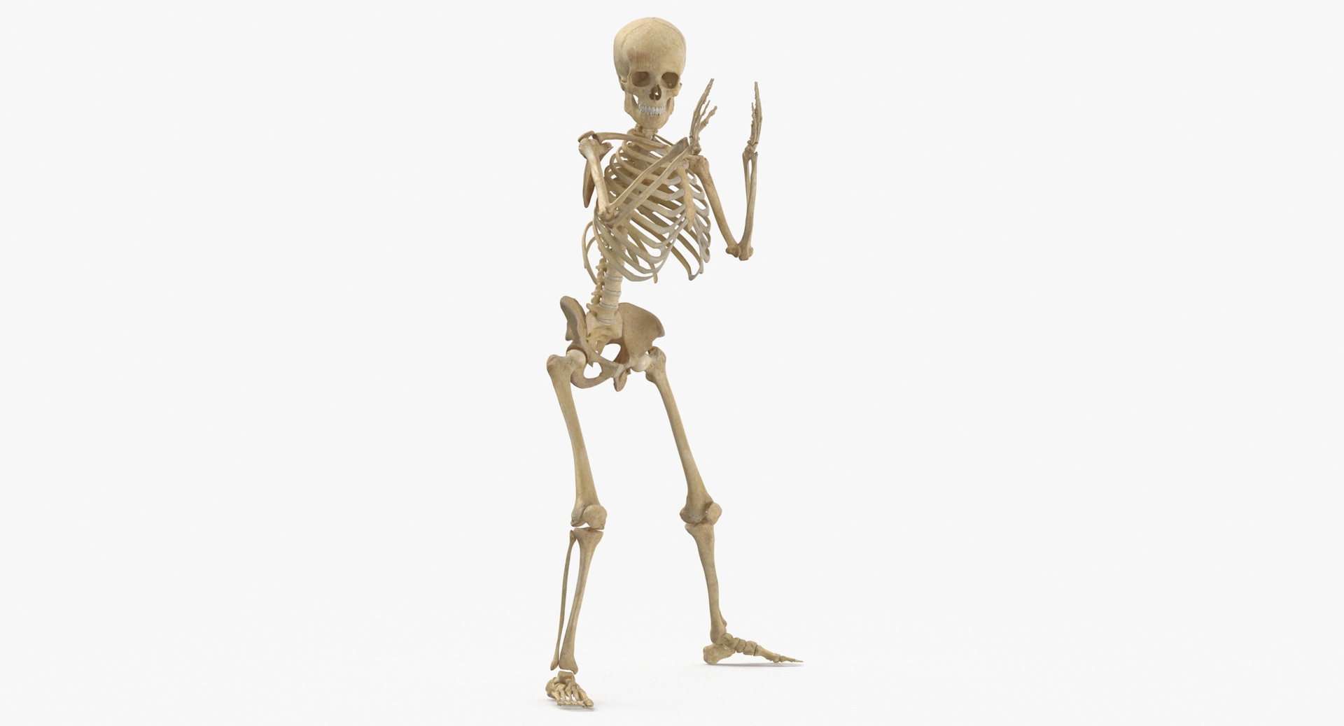 Real human female skeleton 3D model - TurboSquid 1692515