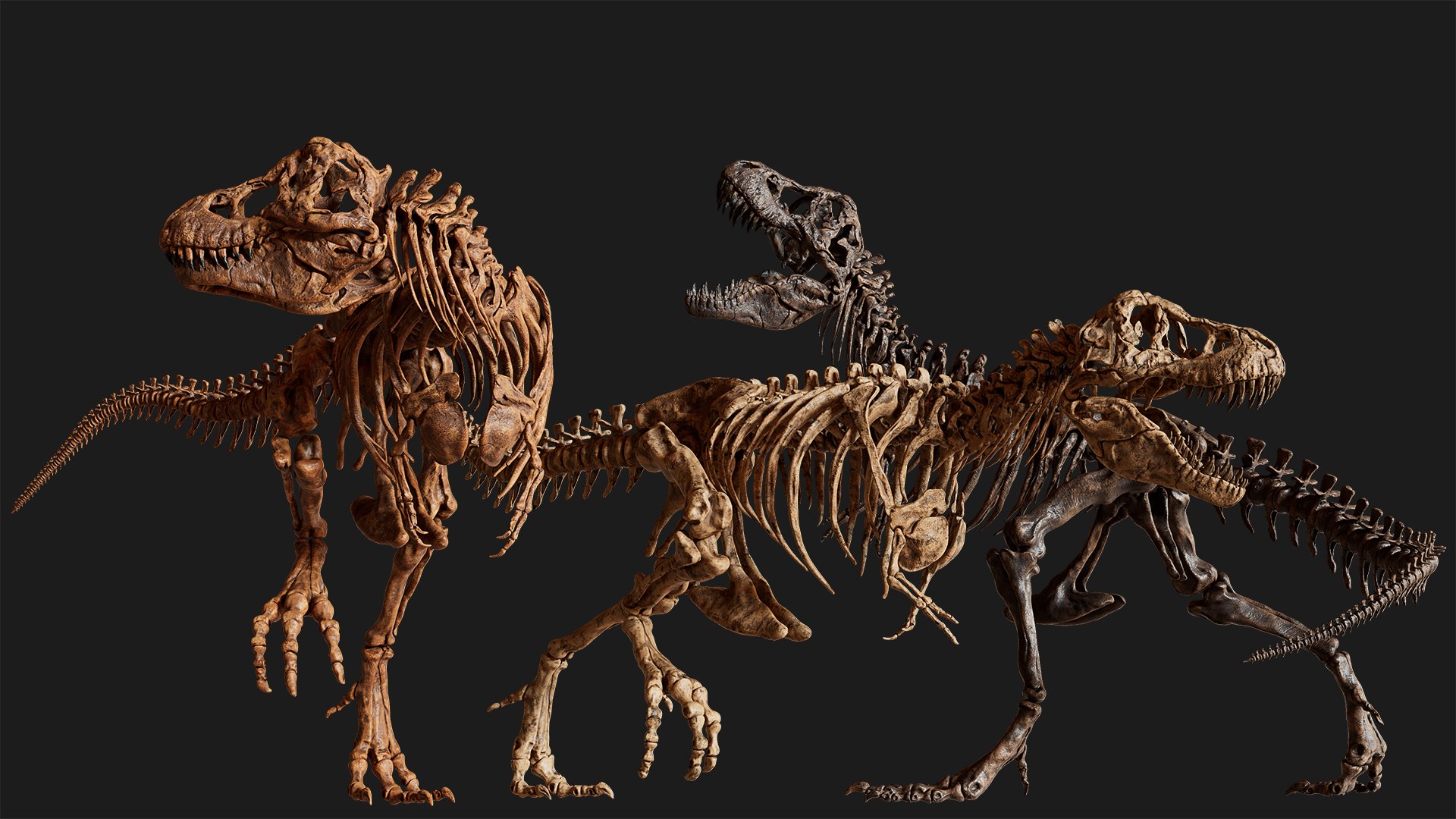 Tyrannosaurus Rex Skeleton Fossil 3 Color 3D Model - TurboSquid 2196636