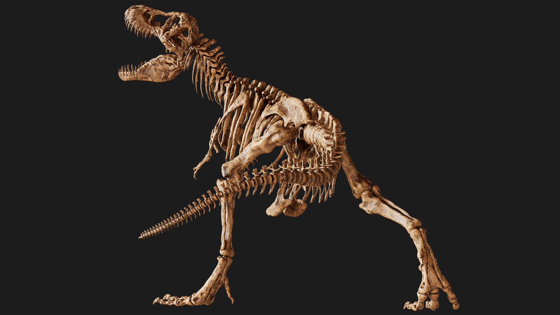 Tyrannosaurus Rex Skeleton Fossil 3 Color 3D Model - TurboSquid 2196636