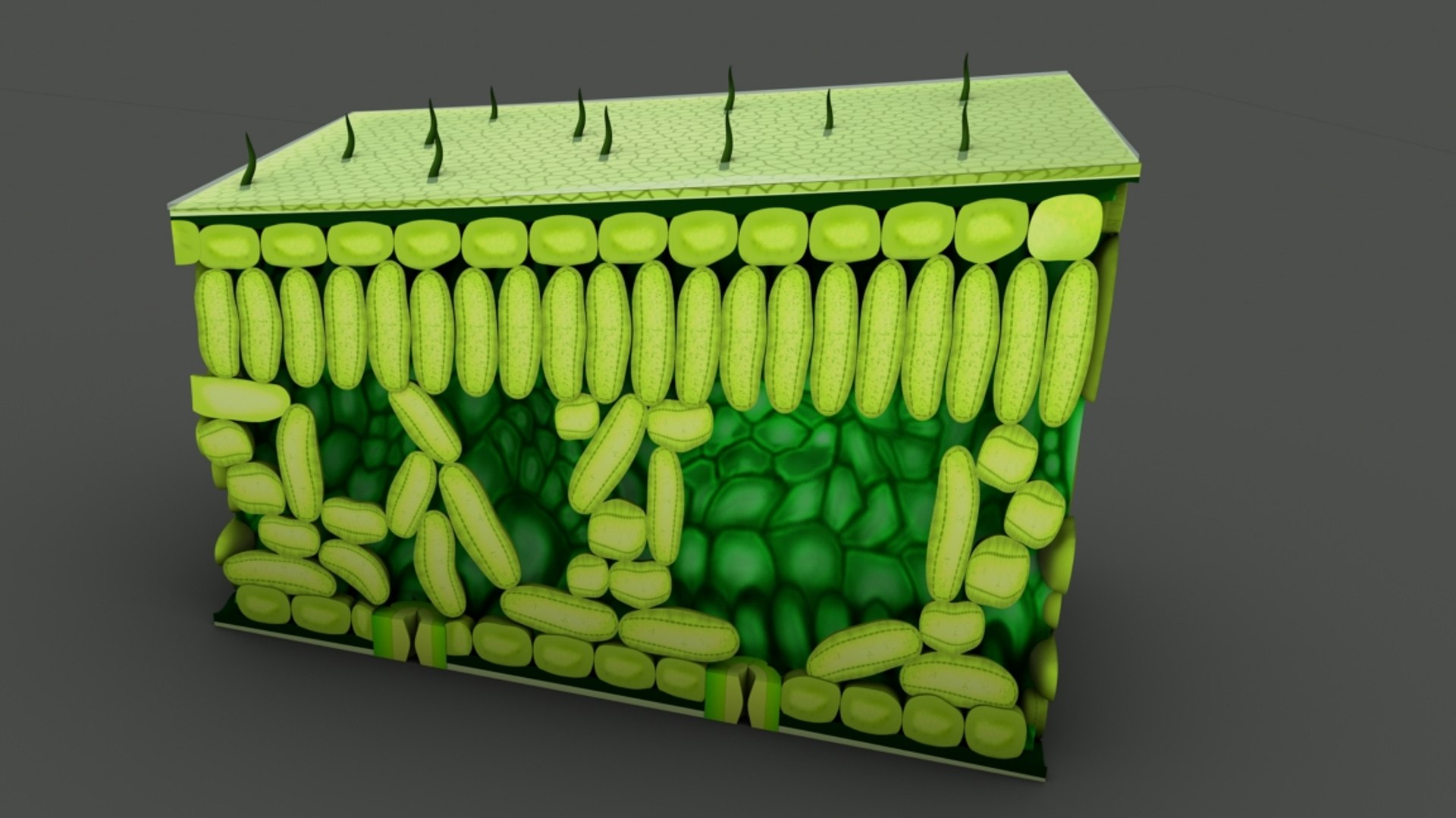 Plant Leaves 3D Model - TurboSquid 1261520