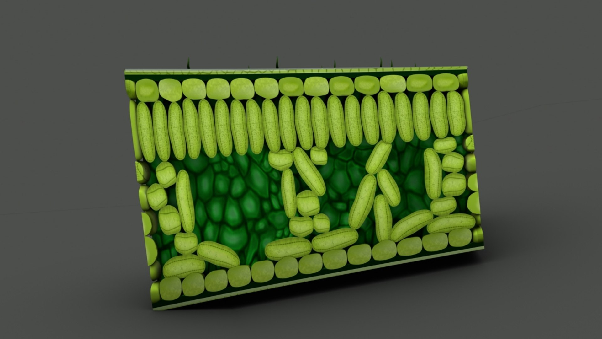 Plant Leaves 3D Model - TurboSquid 1261520