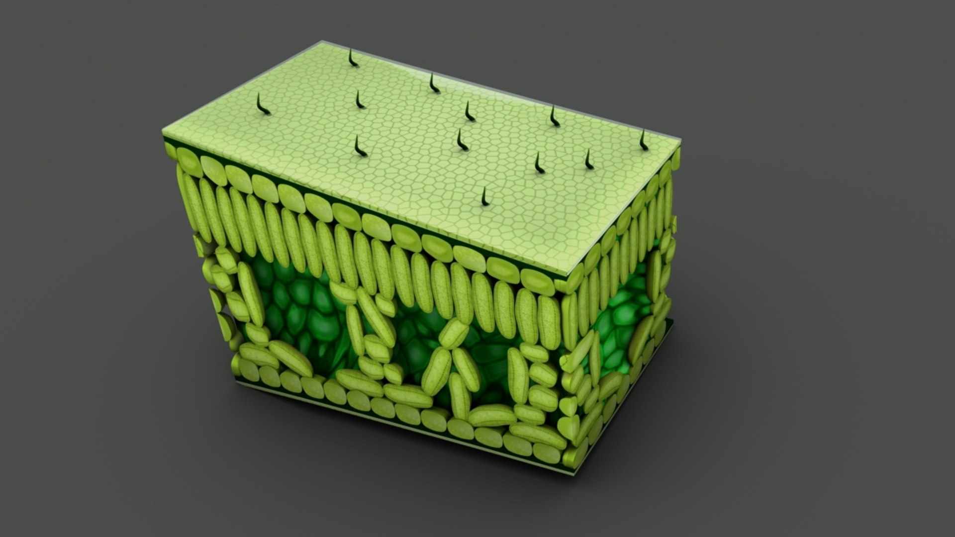 Plant Leaves 3D Model - TurboSquid 1261520