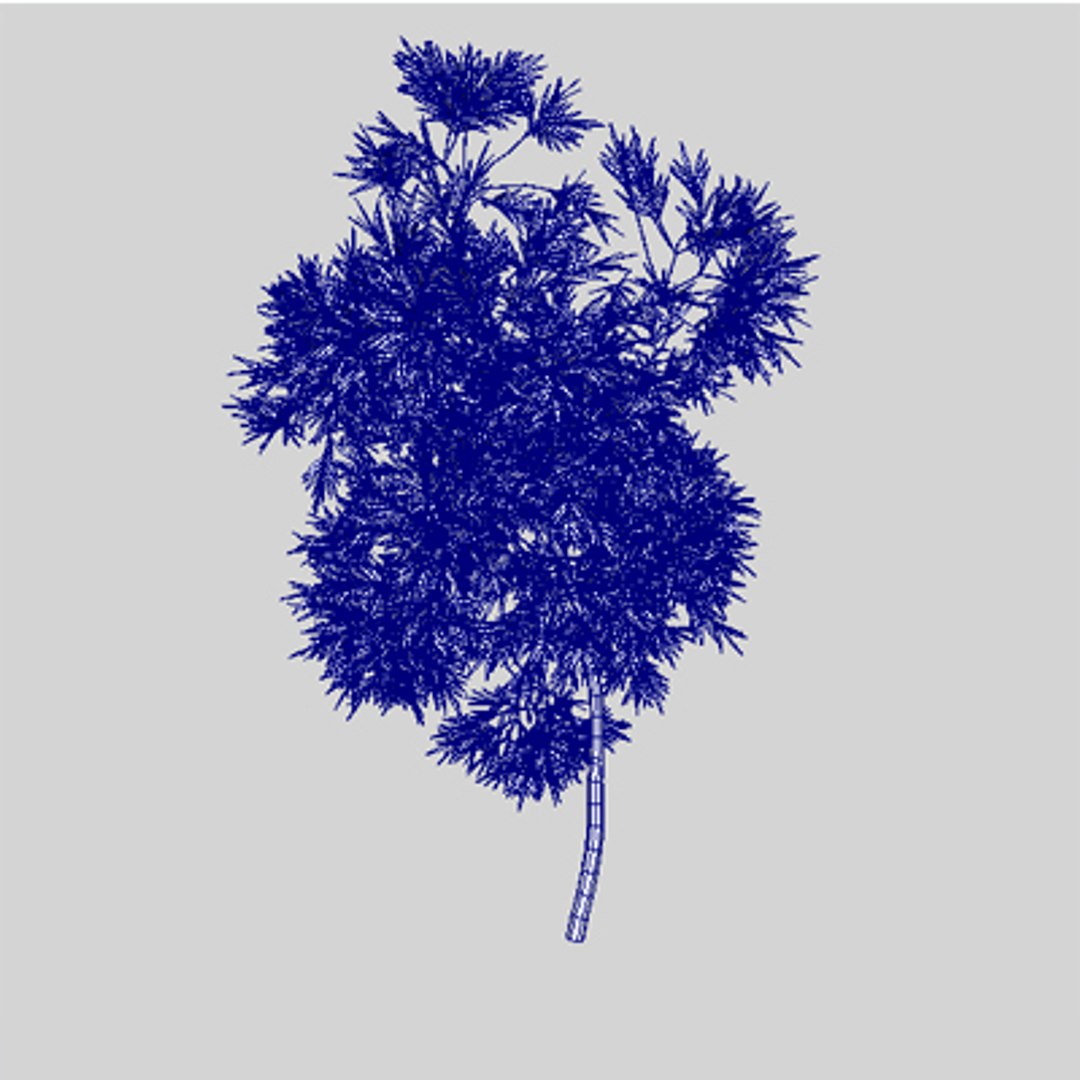 Willow Tree 3d Model