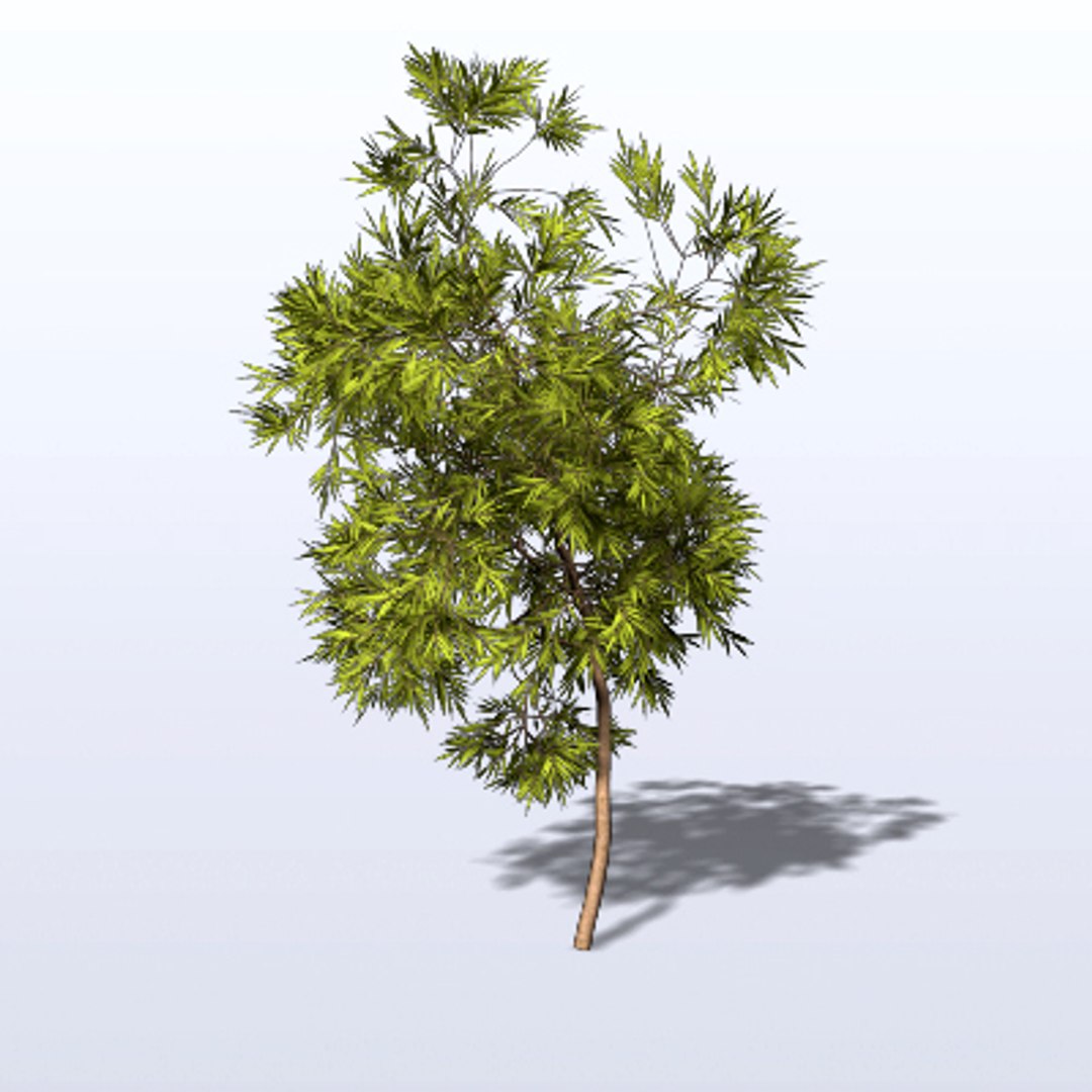 Willow Tree 3d Model