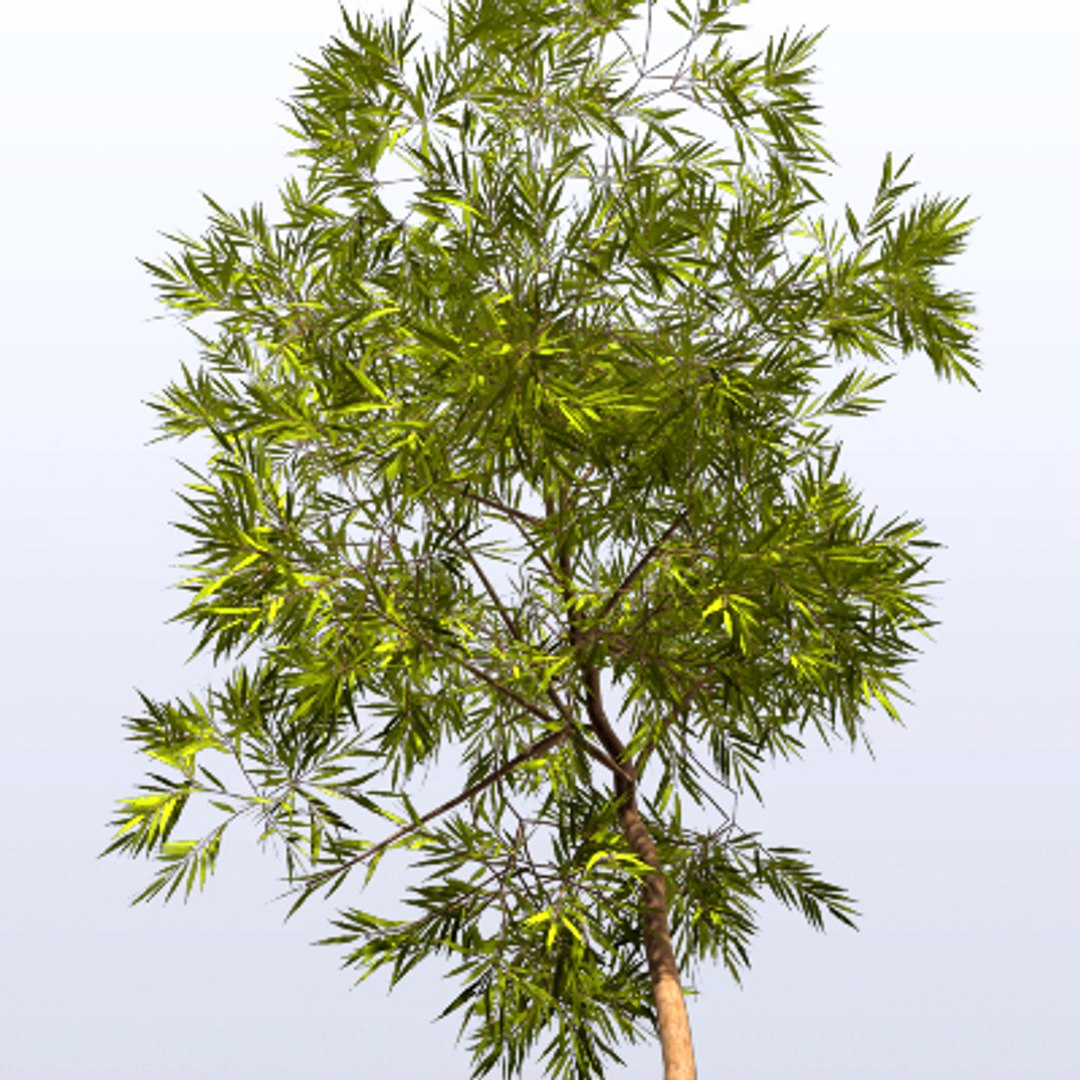 Willow Tree 3d Model