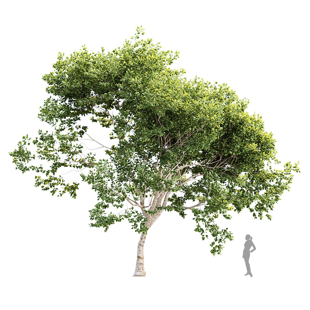 Trees Collection Vol 370 3D Model - TurboSquid 2519384