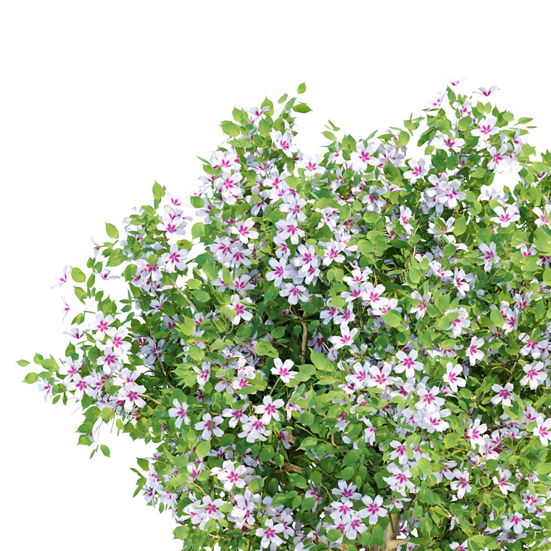 3D Flowering Bushes Collection Vol 50 - TurboSquid 1955946