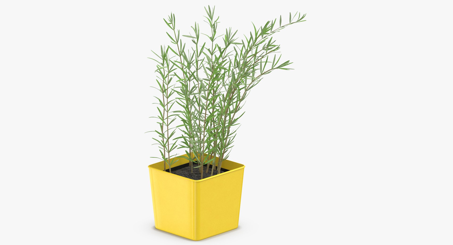Herb Rosmary 3D Model - TurboSquid 1359027