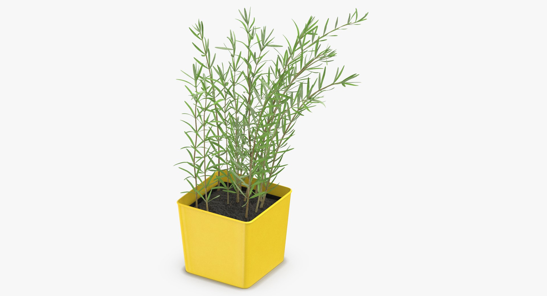 Herb Rosmary 3D Model - TurboSquid 1359027