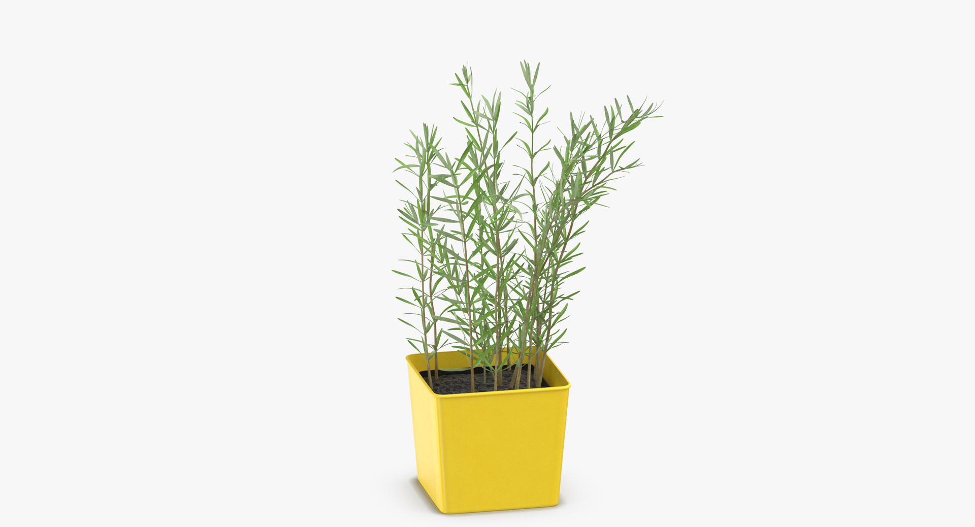 Herb Rosmary 3D Model - TurboSquid 1359027