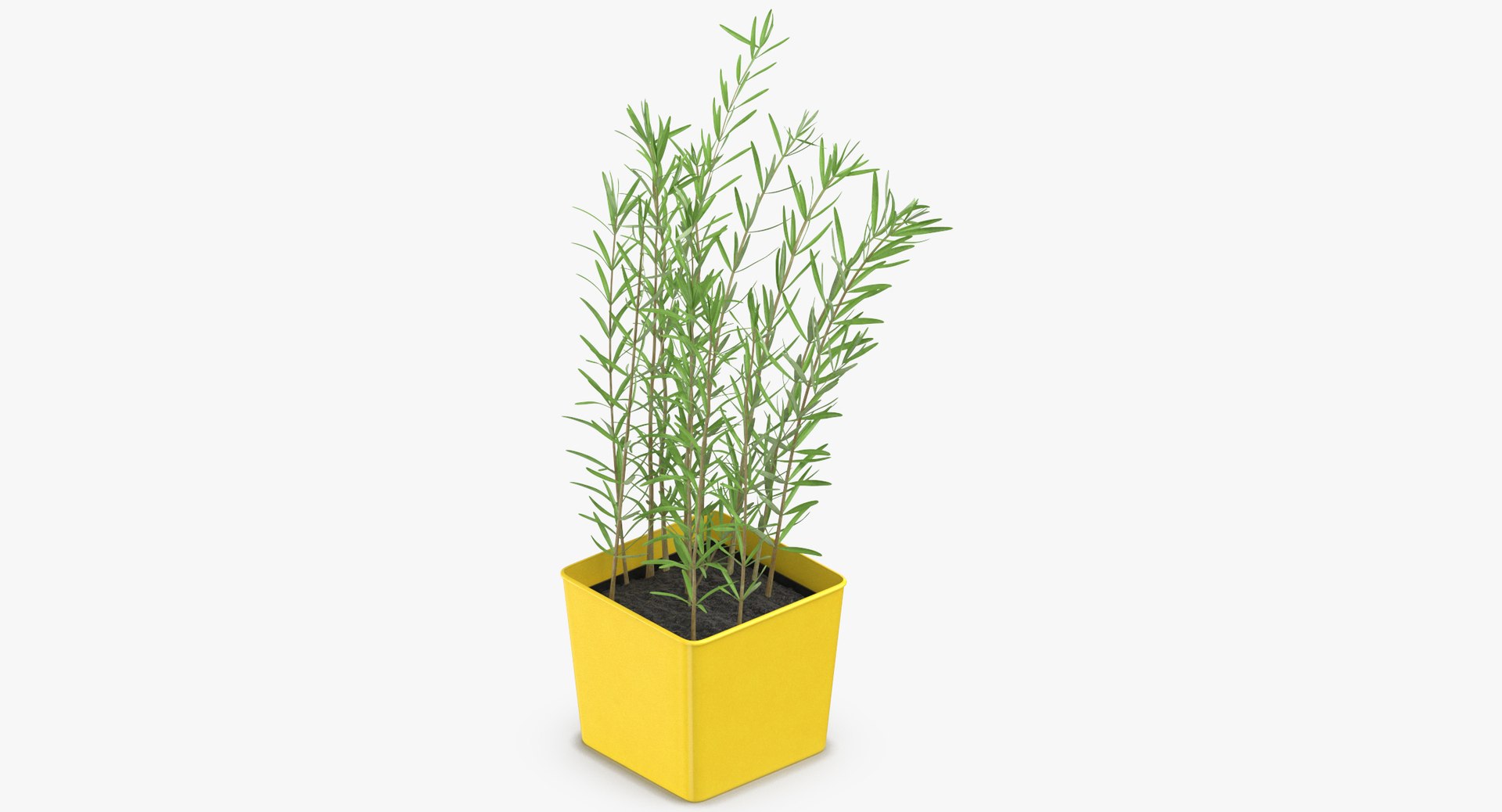 Herb Rosmary 3D Model - TurboSquid 1359027
