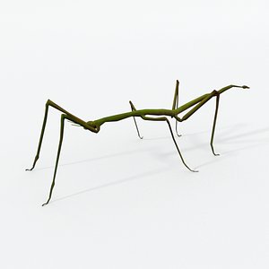 Stick Insect 3D Studio Models for Download | TurboSquid