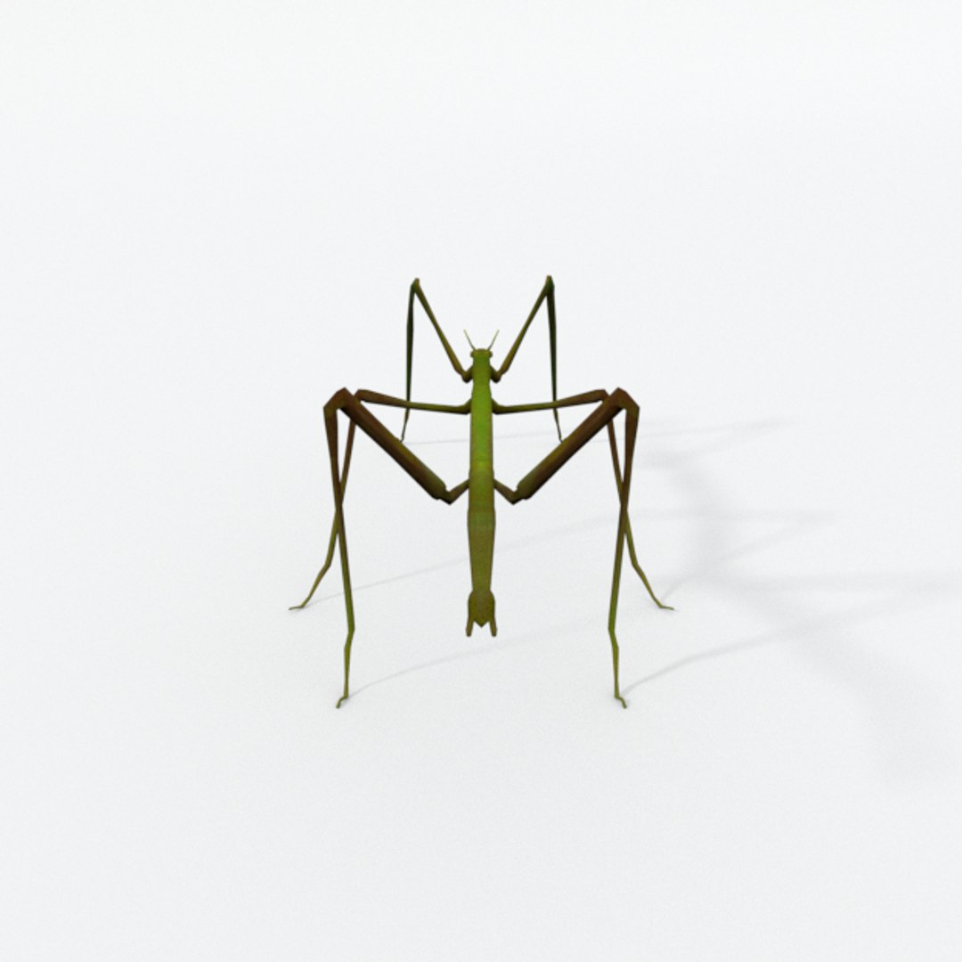 3D stick insect model - TurboSquid 1334212