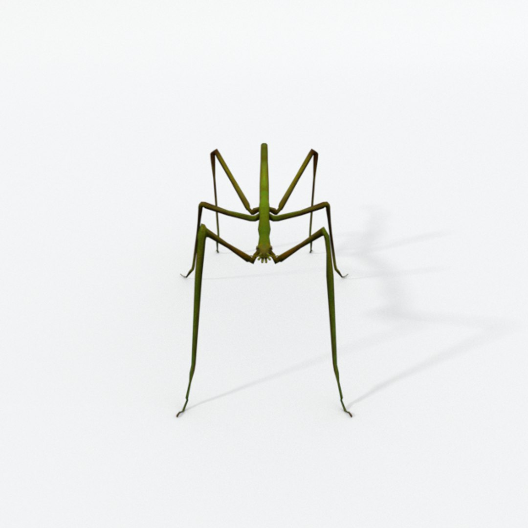 3D stick insect model - TurboSquid 1334212