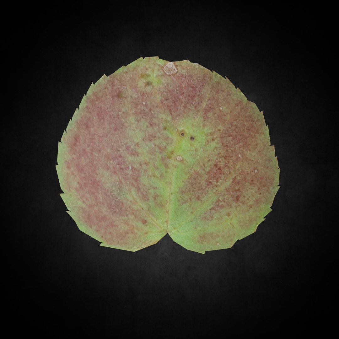 3D Low Poly Leaf 087 - TurboSquid 1852558