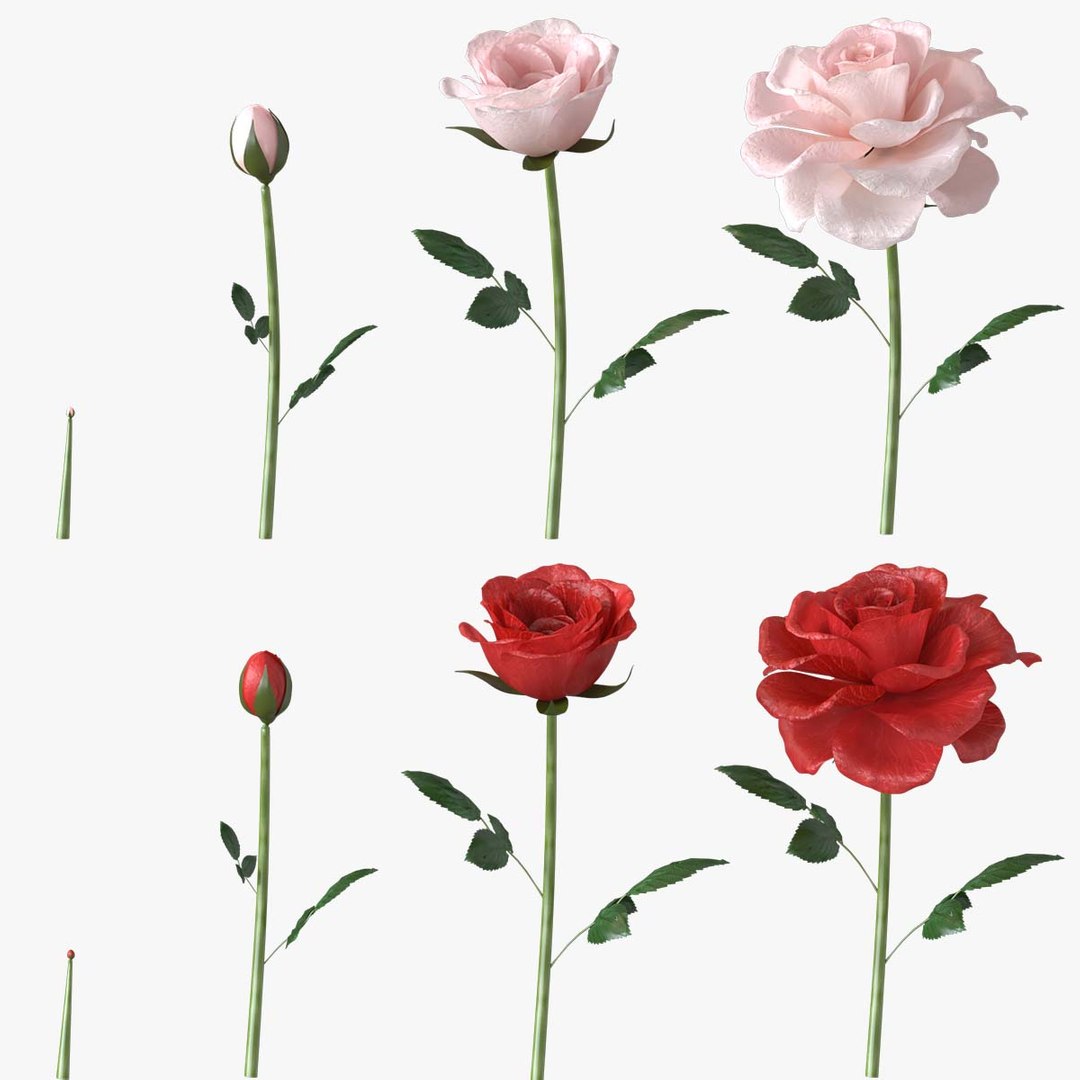 3D Roses Bloom Model - TurboSquid 2071473