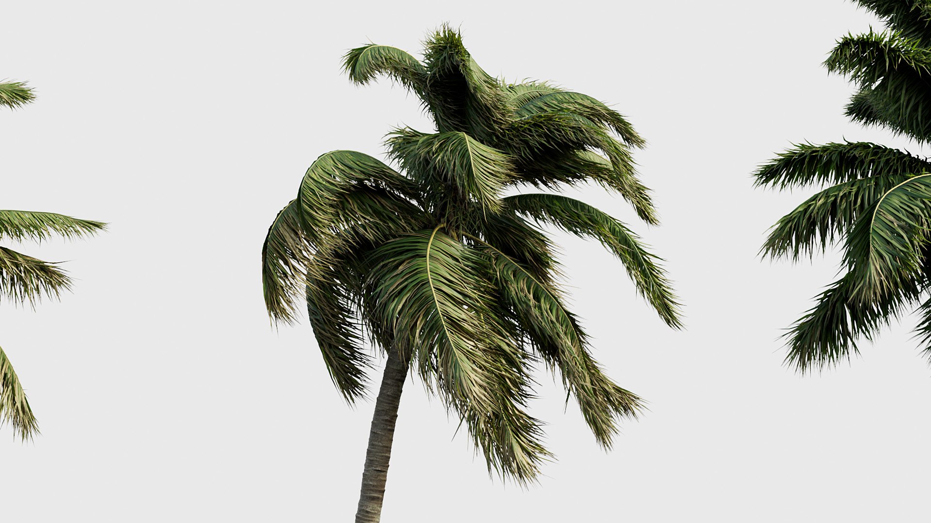 Cocos Nucifera Coconut Tree 05 3D Model 3D Model - TurboSquid 2173916