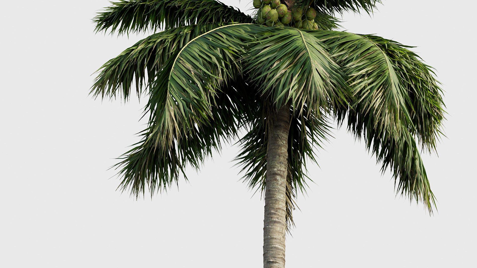 Cocos Nucifera Coconut Tree 05 3D Model 3D Model - TurboSquid 2173916