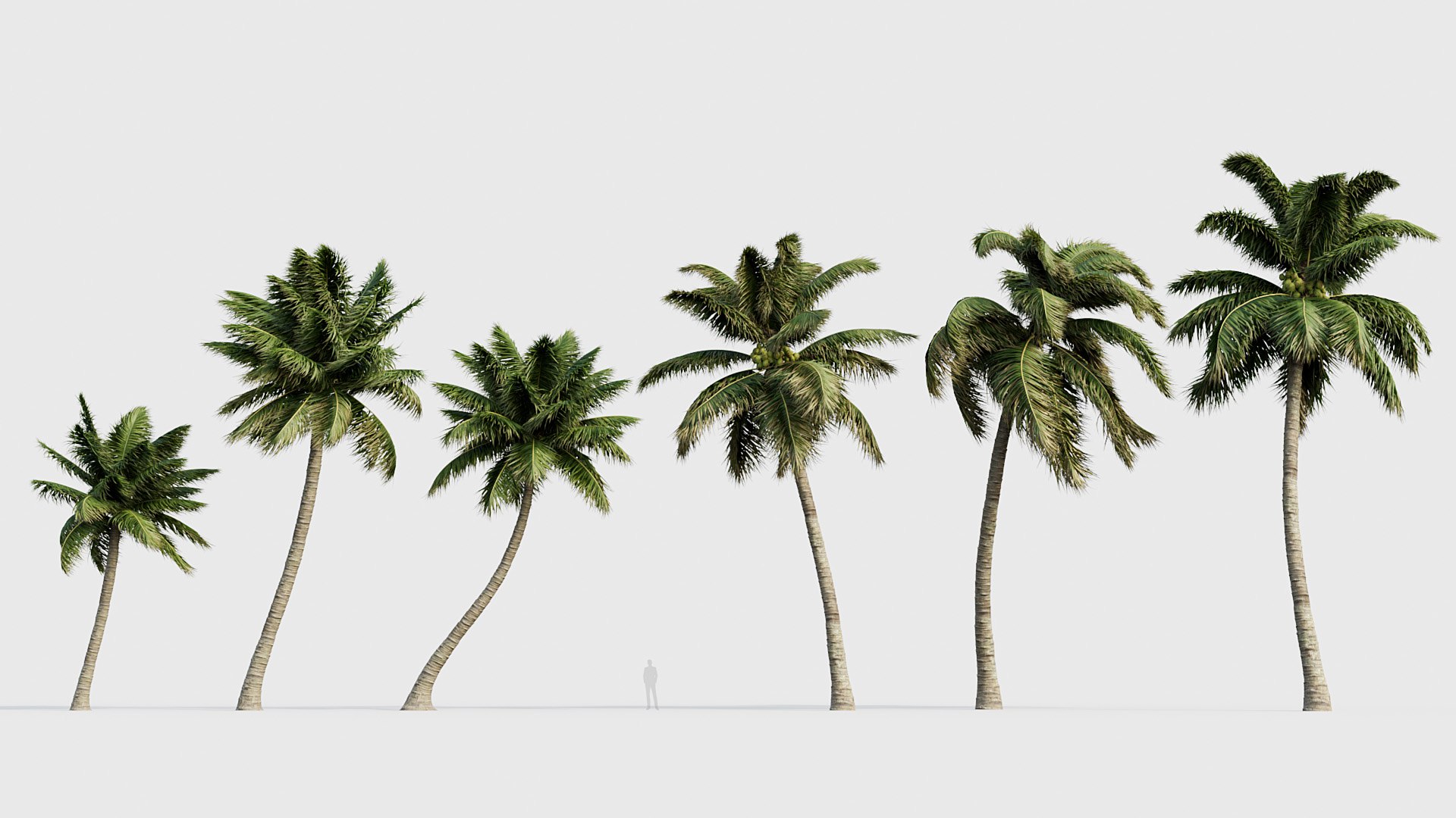 Cocos Nucifera Coconut Tree 05 3D Model 3D Model - TurboSquid 2173916