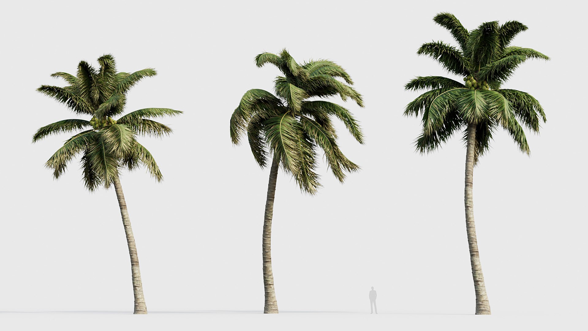 Cocos Nucifera Coconut Tree 05 3D Model 3D Model - TurboSquid 2173916