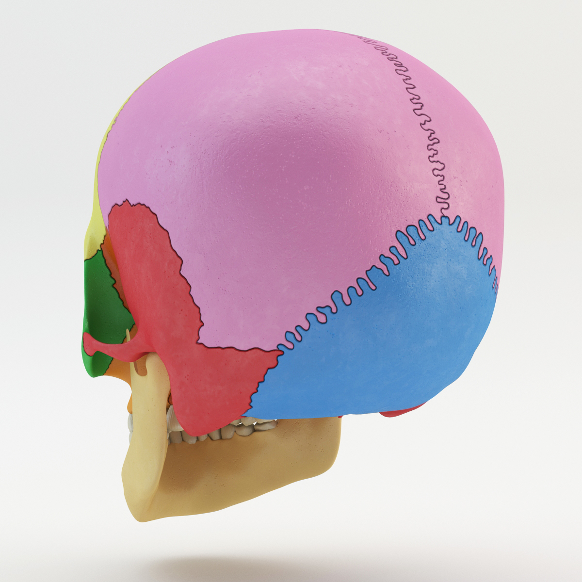 3d human skull didactic