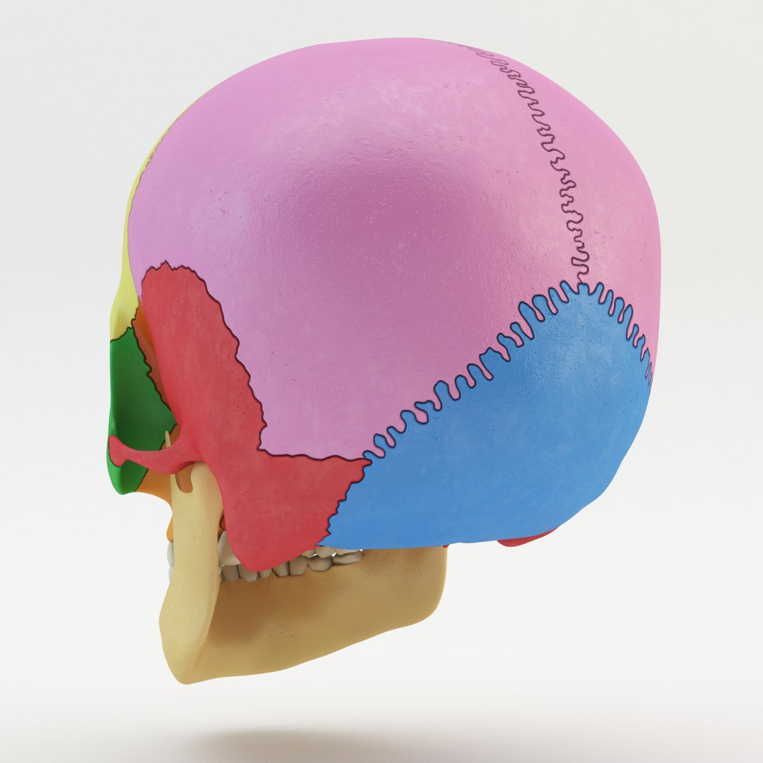 3d human skull didactic