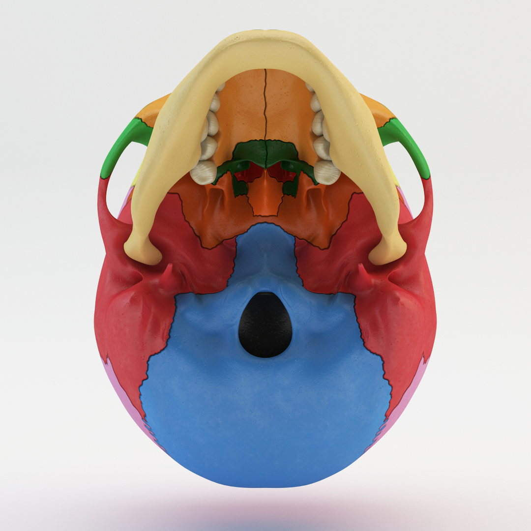 3d human skull didactic