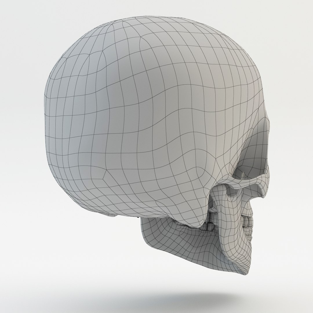 3d human skull didactic