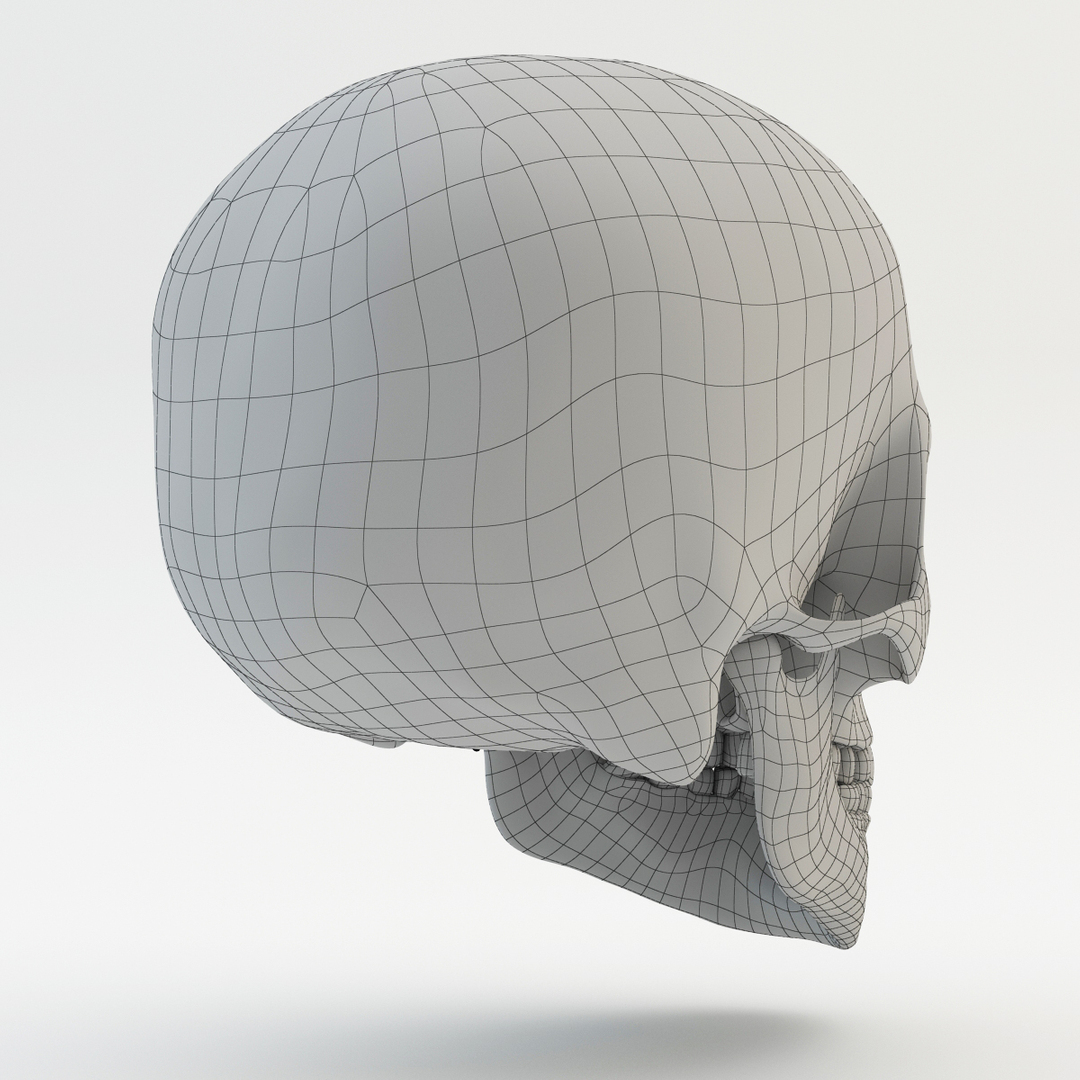 3d human skull didactic