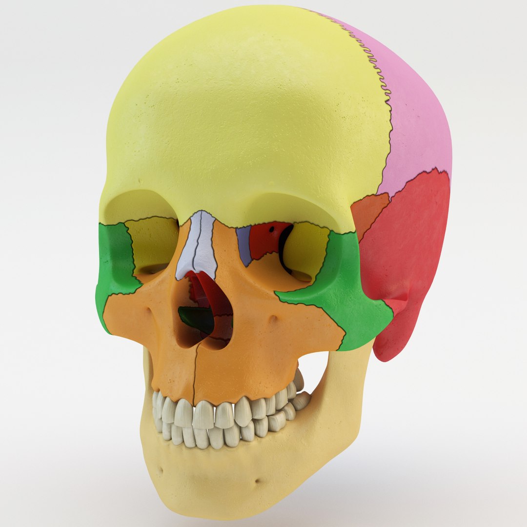 3d human skull didactic