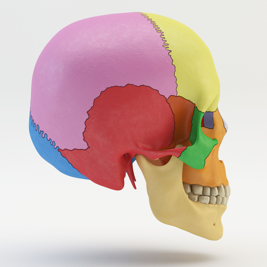 3d human skull didactic