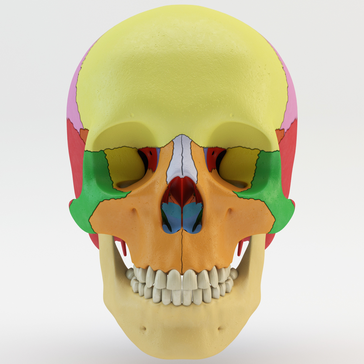 3d human skull didactic
