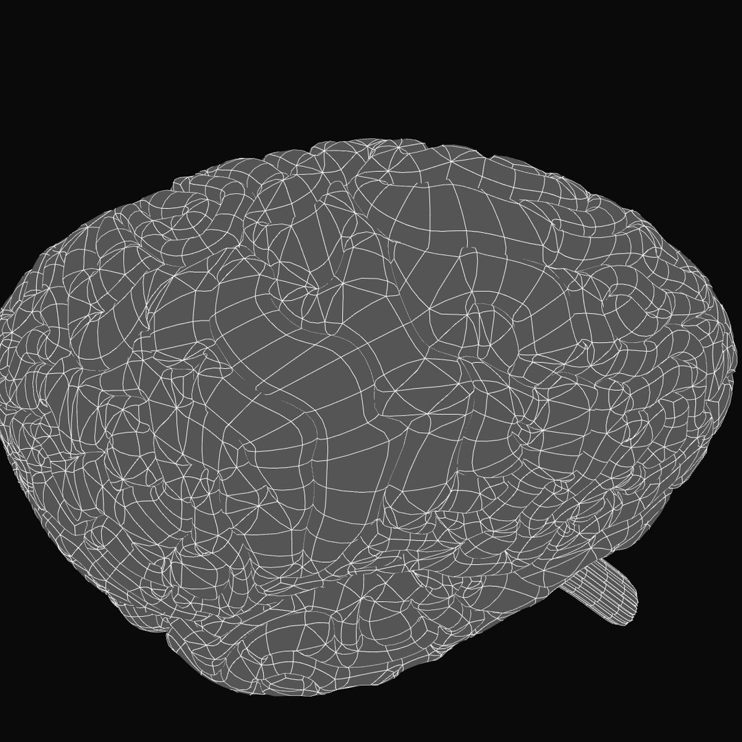 Human Brain Cerebellum Optic 3d Obj