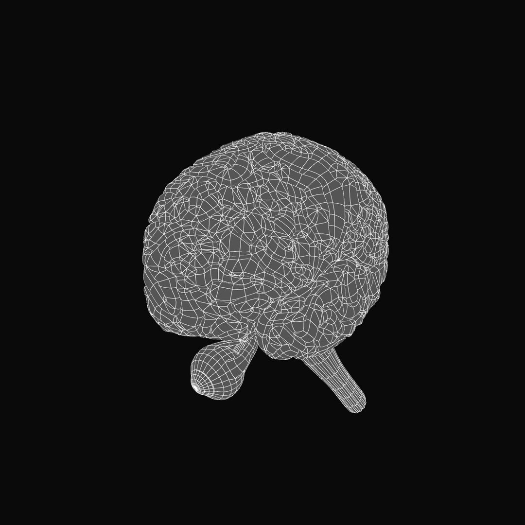 Human Brain Cerebellum Optic 3d Obj