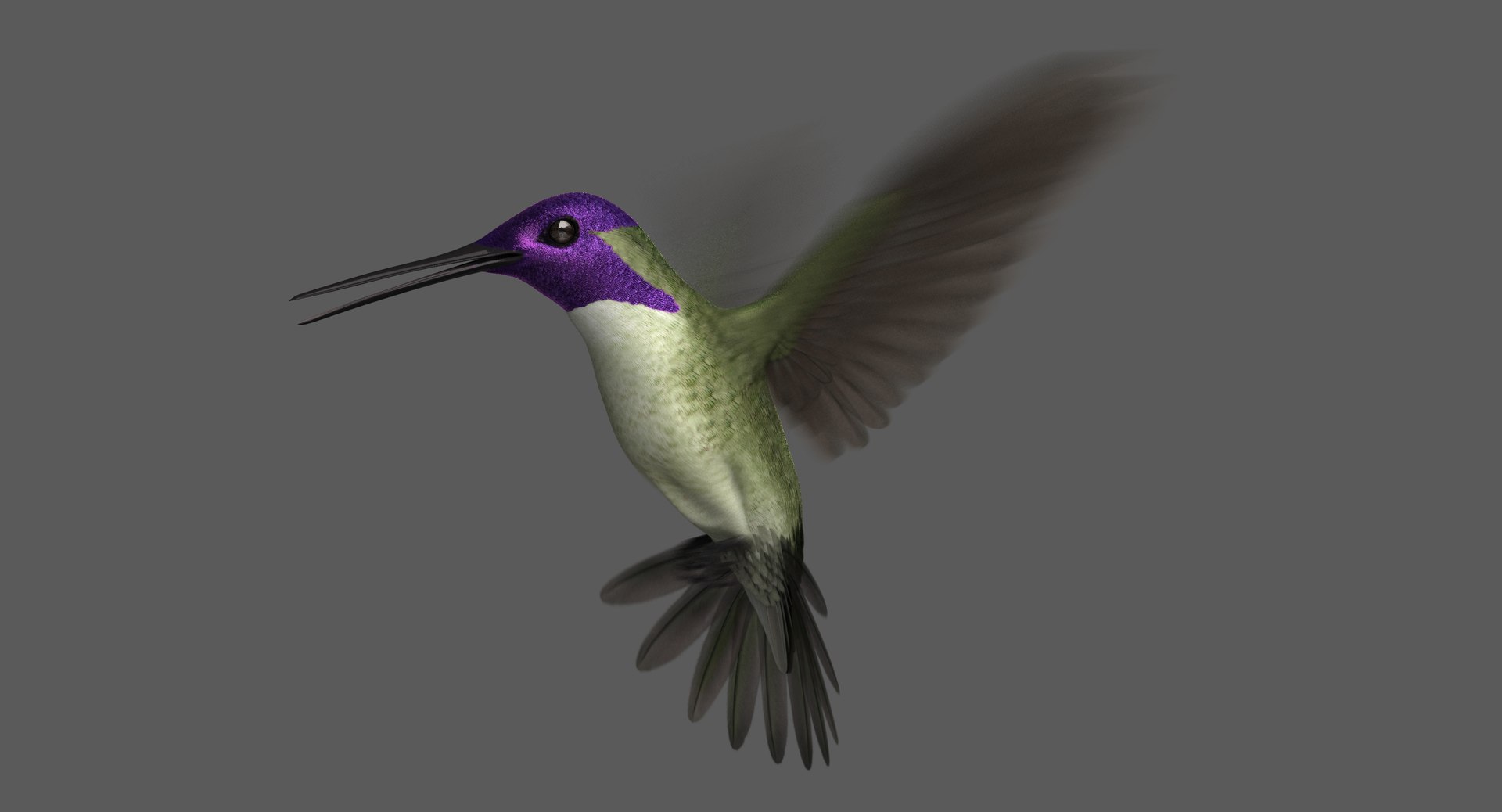 Costa S Hummingbird Animation 3D Model - TurboSquid 1454720