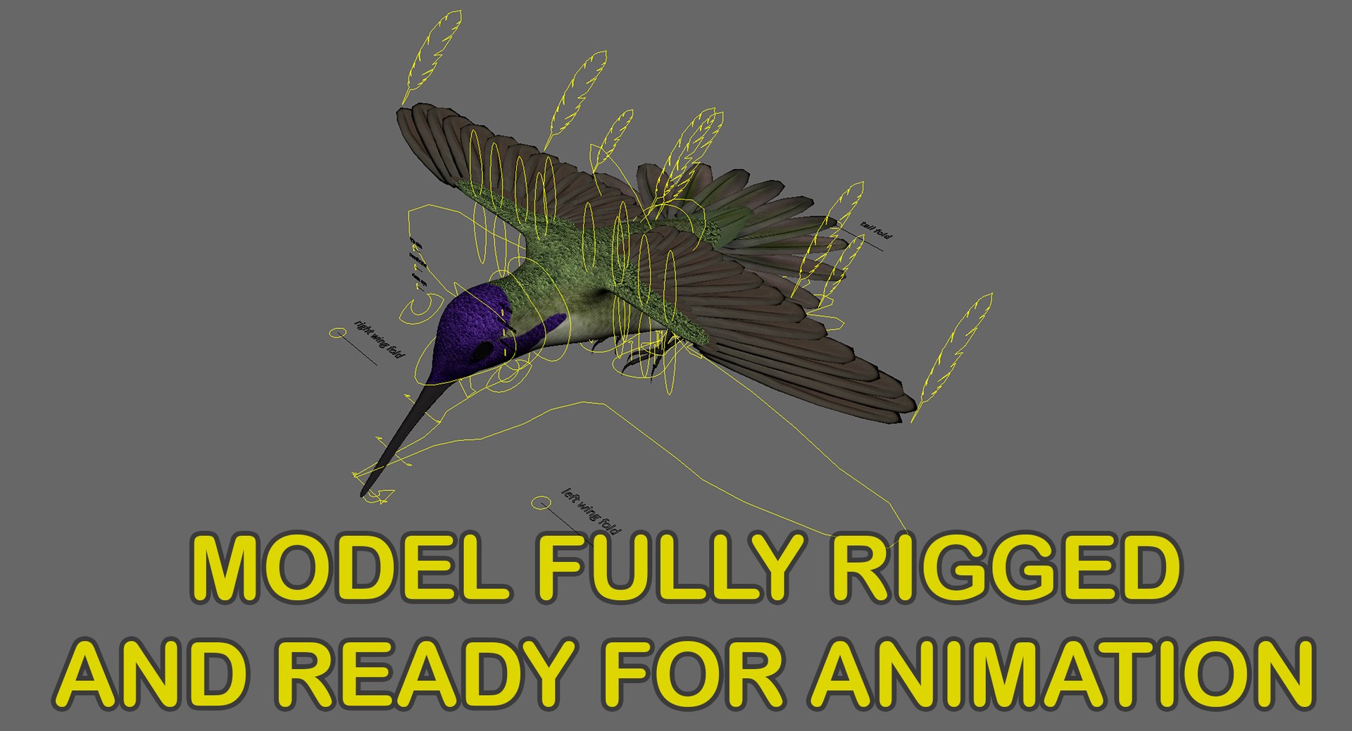 Costa S Hummingbird Animation 3D Model - TurboSquid 1454720
