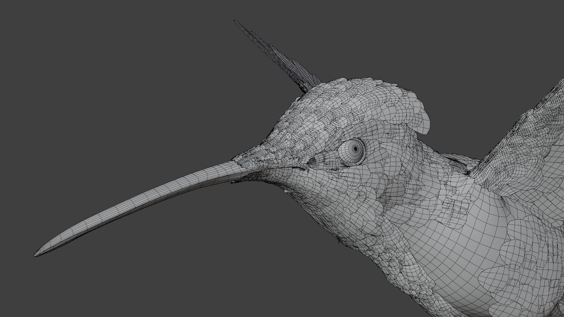 Hummingbird Animation VFX Grace 3D - TurboSquid 2133472