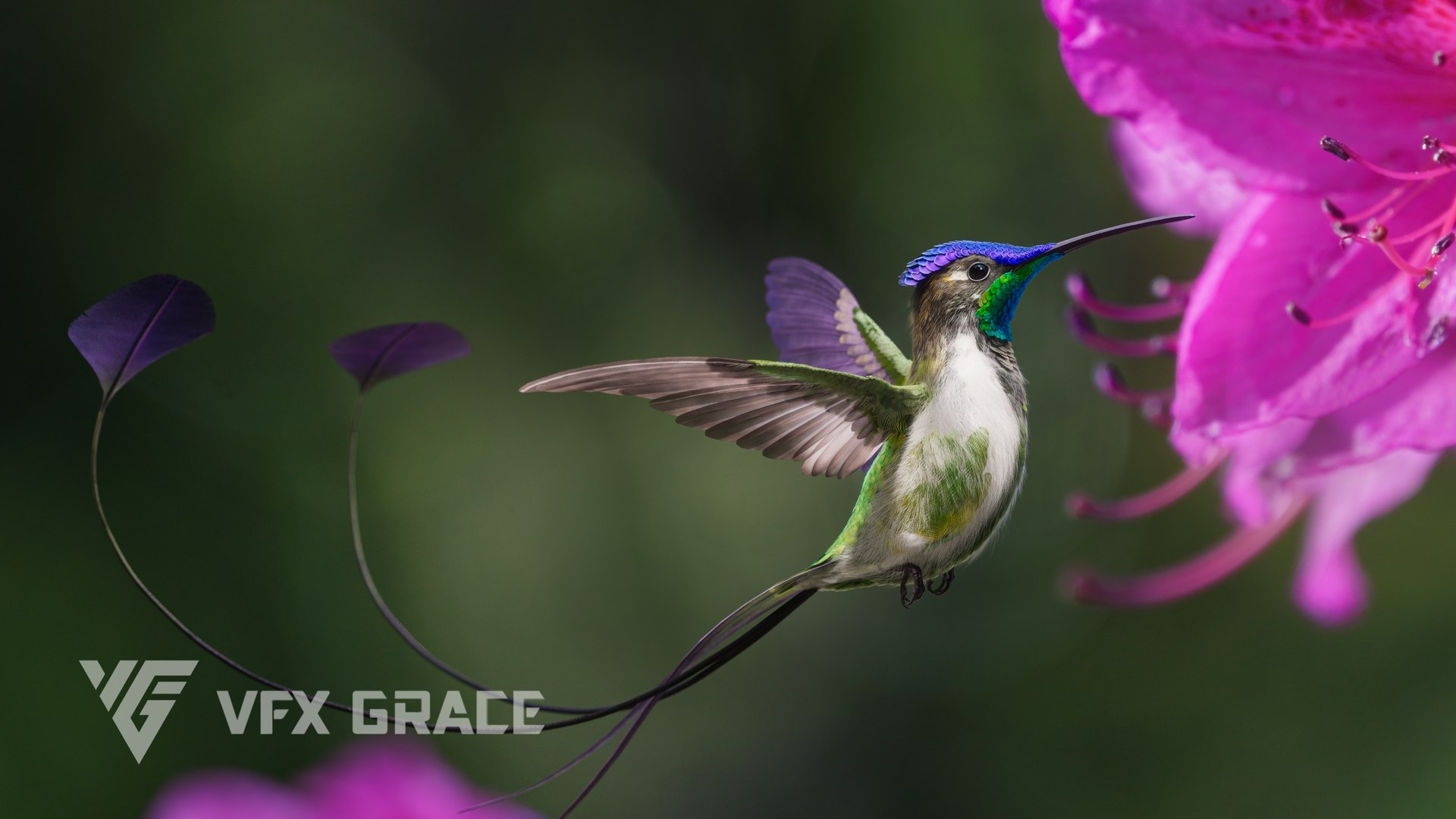 Hummingbird Animation VFX Grace 3D - TurboSquid 2133472