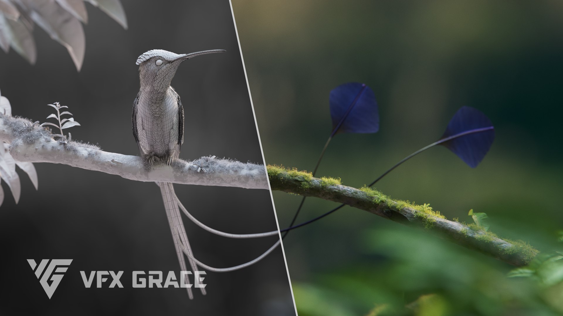 Hummingbird Animation VFX Grace 3D - TurboSquid 2133472