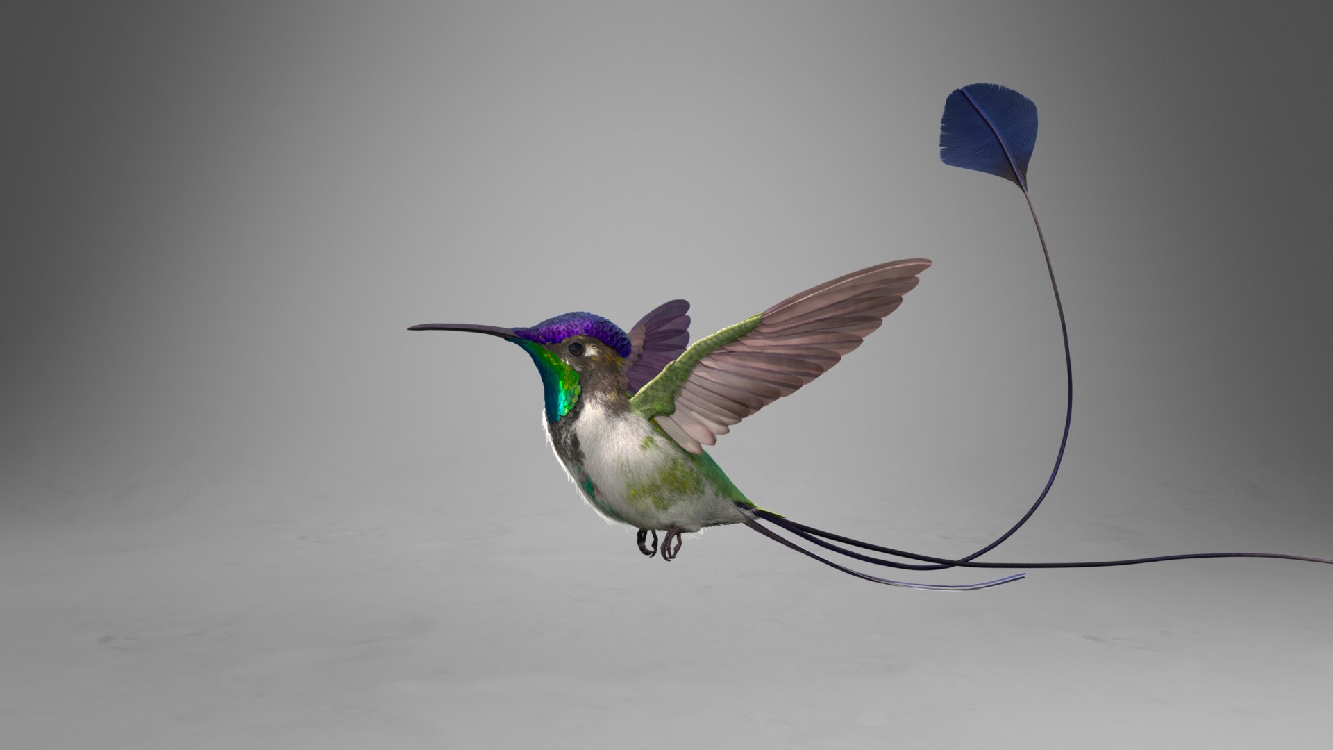 Hummingbird Animation VFX Grace 3D - TurboSquid 2133472