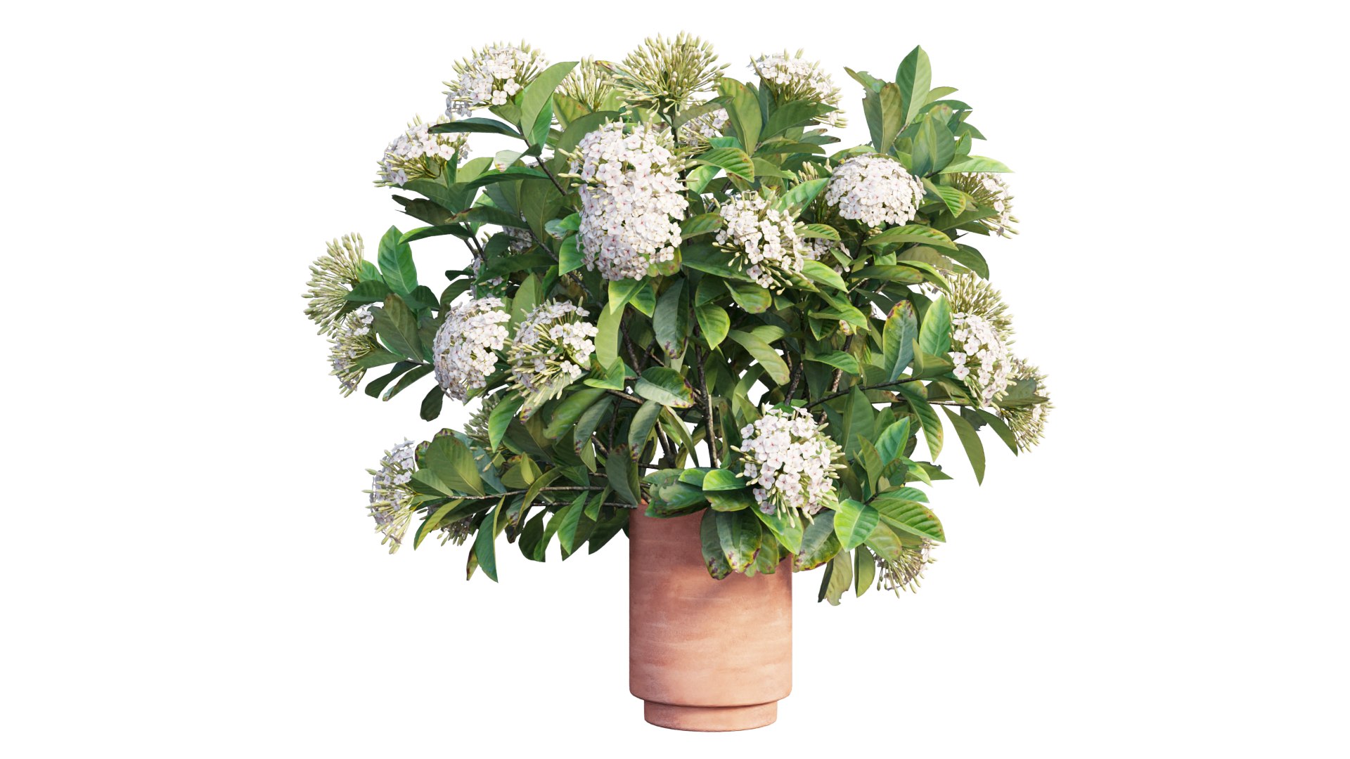3D Ixora Plant In Pot 07 Model - TurboSquid 2212230