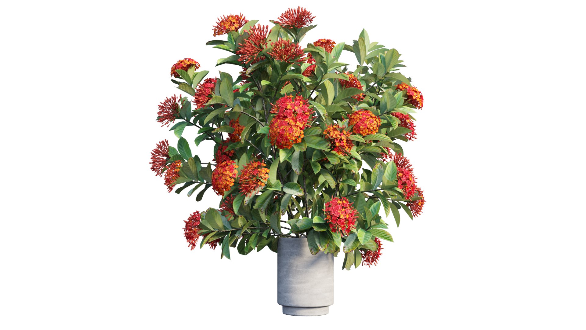 3D Ixora Plant In Pot 07 Model - TurboSquid 2212230