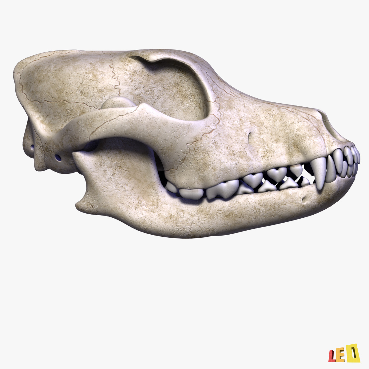 realistic dog skull 3d model