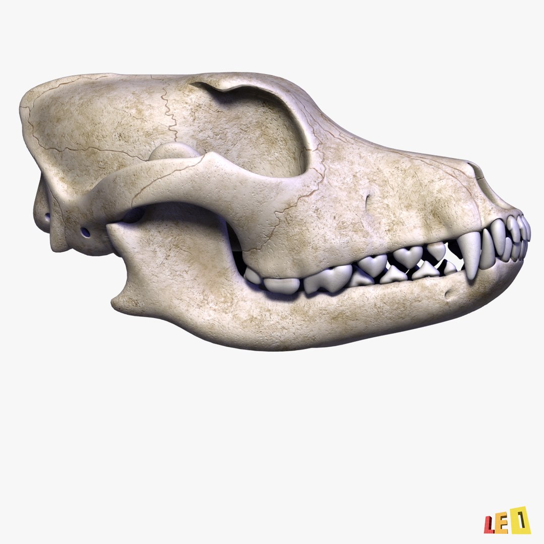 Realistic Dog Skull 3d Model