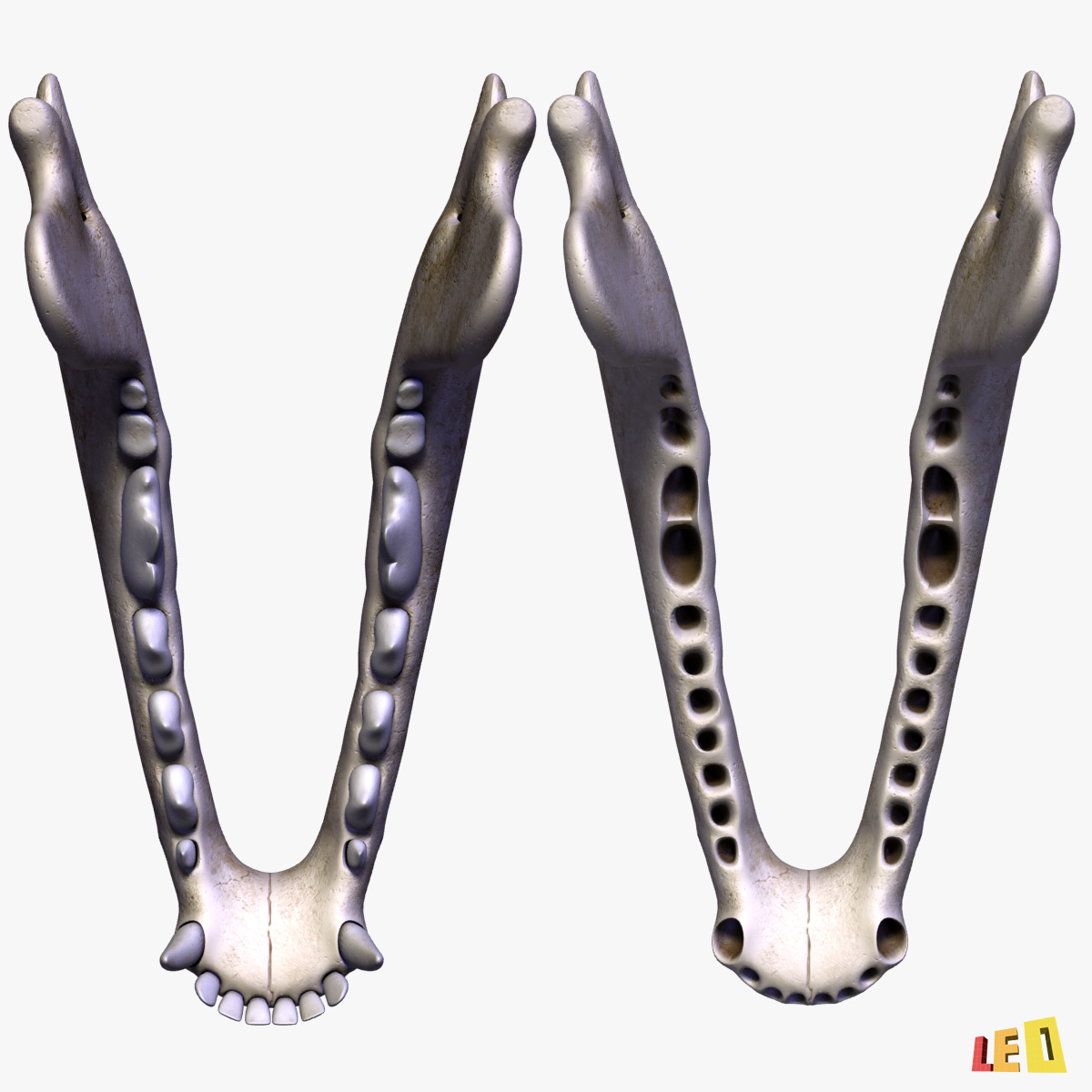 realistic dog skull 3d model