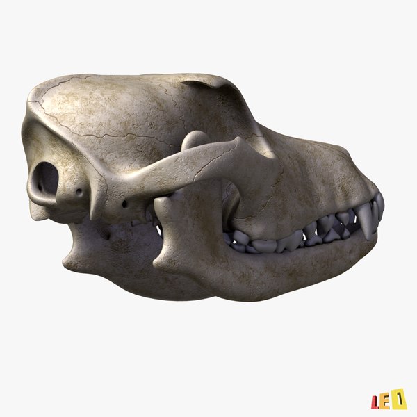 realistic dog skull 3d model