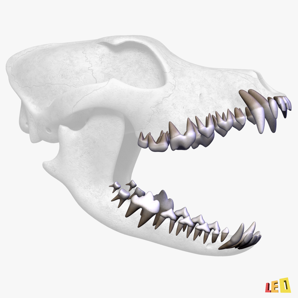 realistic dog skull 3d model