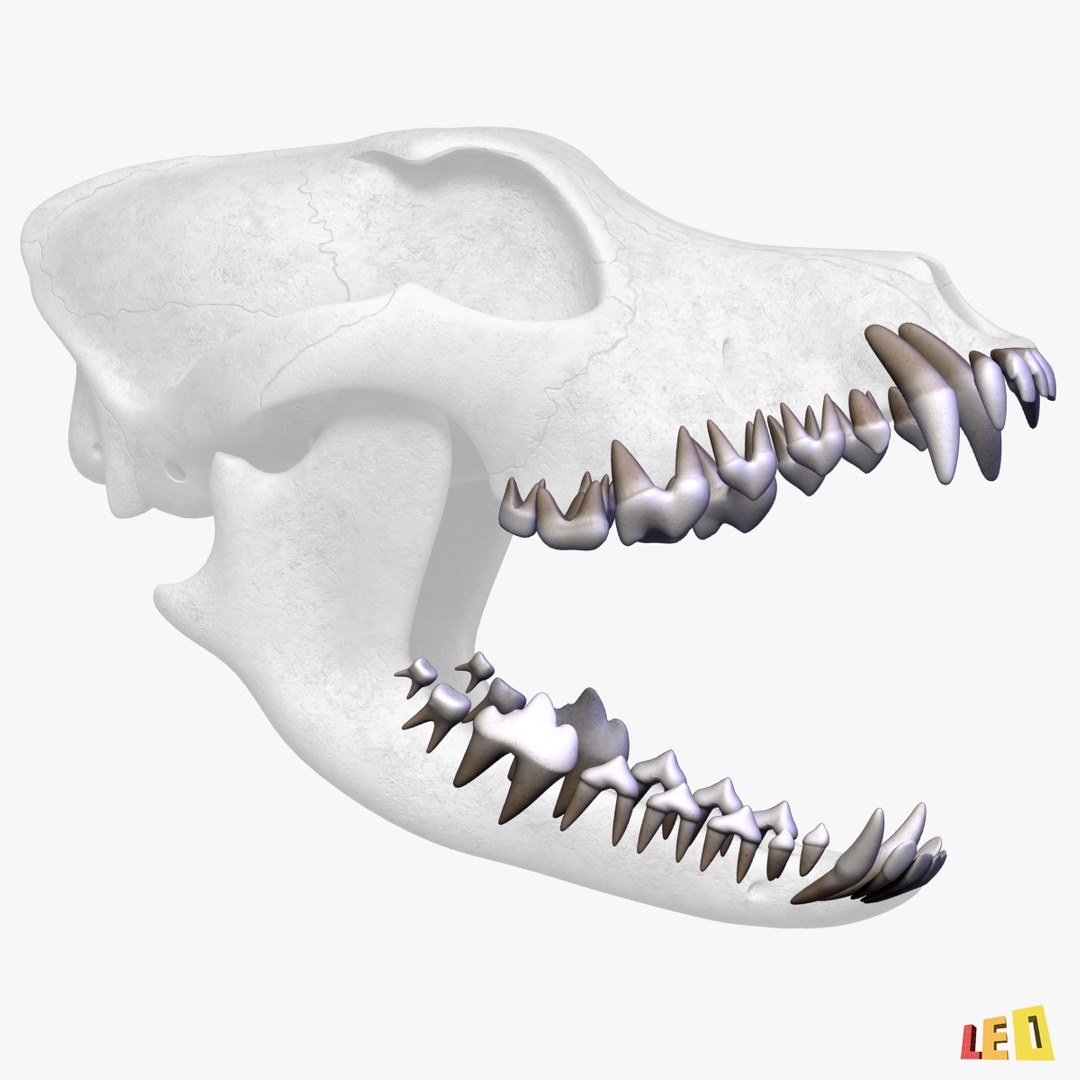 Realistic Dog Skull 3d Model